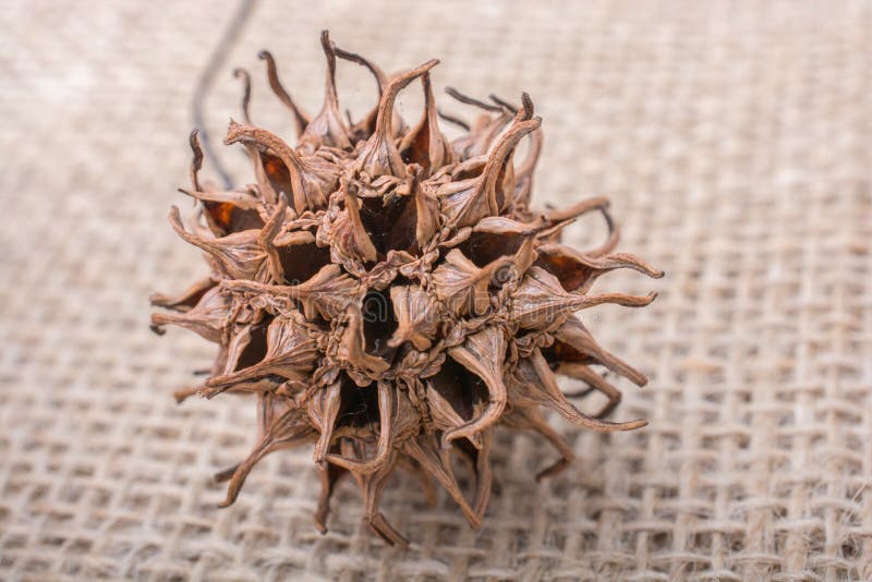 Brown Pod or Capsule on Canvas Background Stock Photo - Image of seed ...