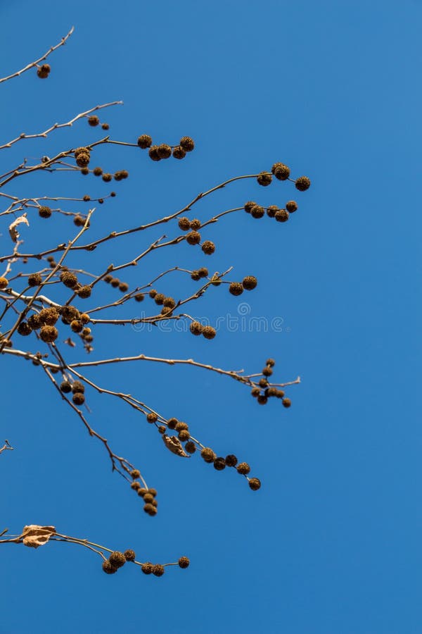Brown Pod or Capsules on Tree Stock Photo - Image of october, garden ...