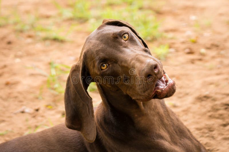 Brown Pointer Dog with a Curious and Funny Expression Stock Photo ...