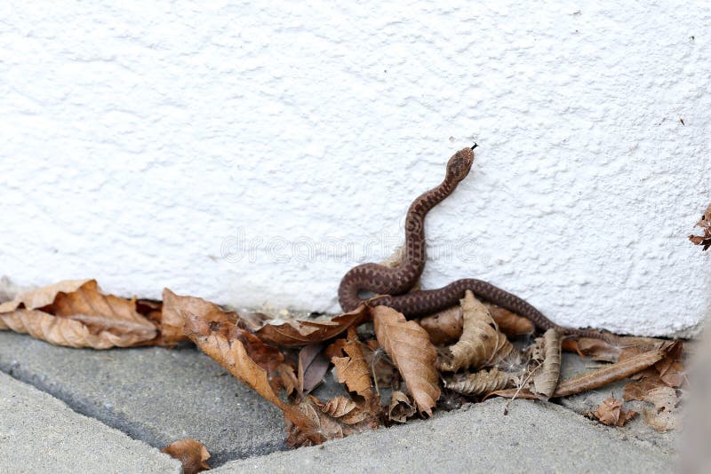 A brown poison adder stock image. Image of reptile, common - 185460153
