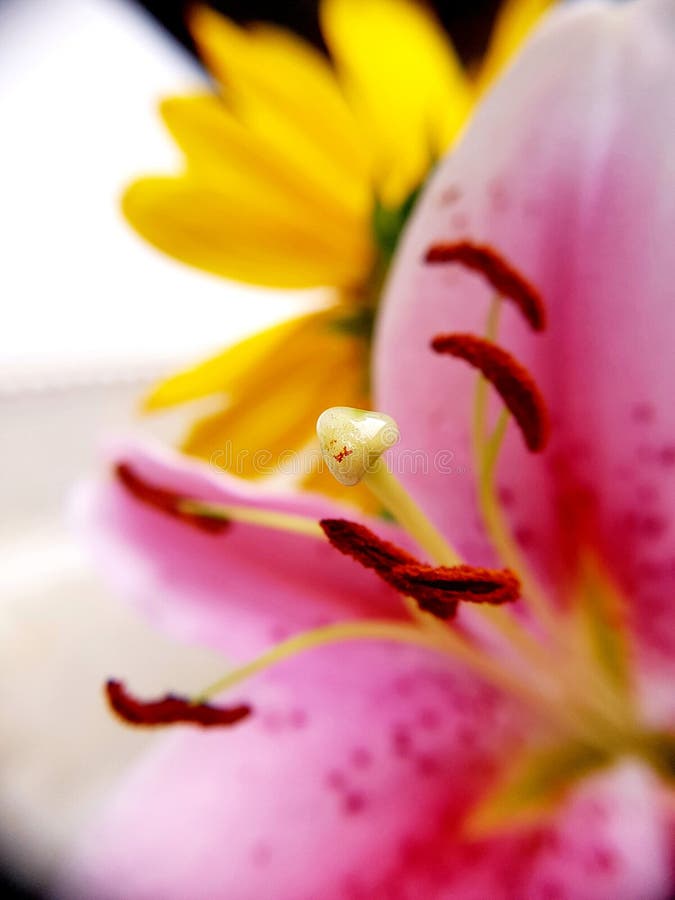 Brown Pollen and Green Pestle of an Pink Lily. Stock Photo - Image of ...