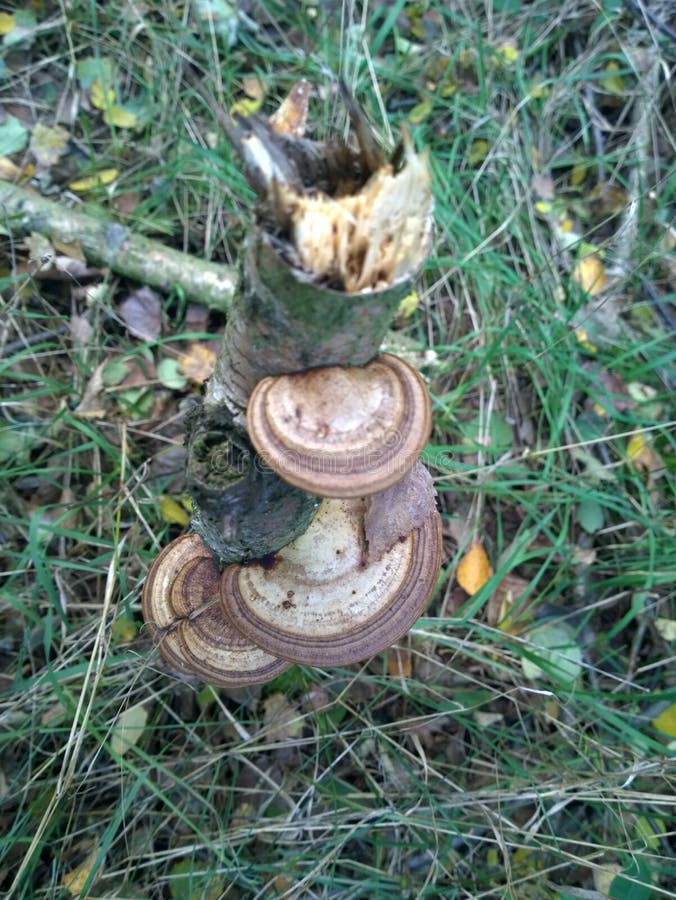Brown Polypore Fungus on Tree Macro Stock Photo - Image of environment ...