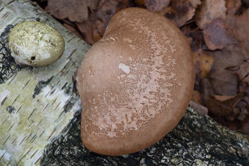 Brown Polypore Fungus on Tree Macro Stock Photo - Image of environment ...