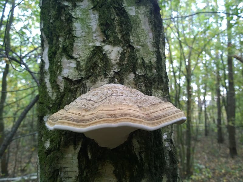 Brown polypore stock image. Image of poland, fungi, bracket - 133668595