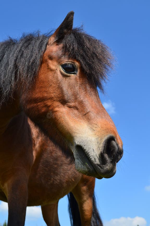 Brown Pony stock photo. Image of nose, head, standing - 25199020