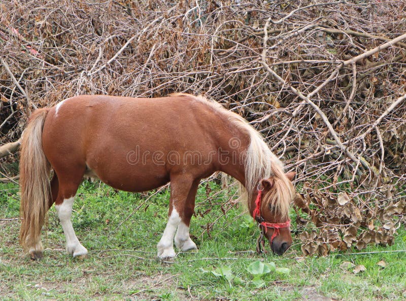 Brown Pony is Eating Grass Outdoor Stock Photo - Image of eating, green ...