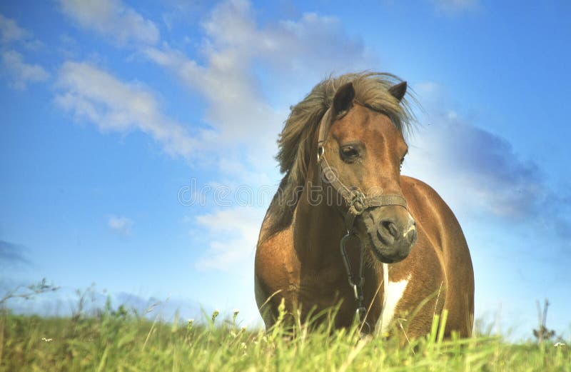 Brown pony female horse stock image. Image of meadow - 76380947