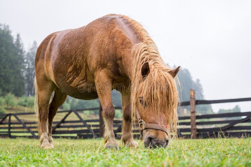 141 Fat Pony Stock Photos - Free & Royalty-Free Stock Photos from ...