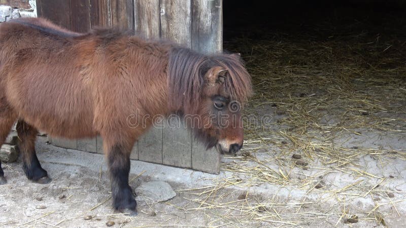 Brown Pony Horse in Farm Park Stock Footage - Video of livestock ...