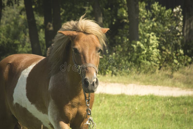 Brown Pony horse stock photo. Image of brown, grass, gorse - 77983260
