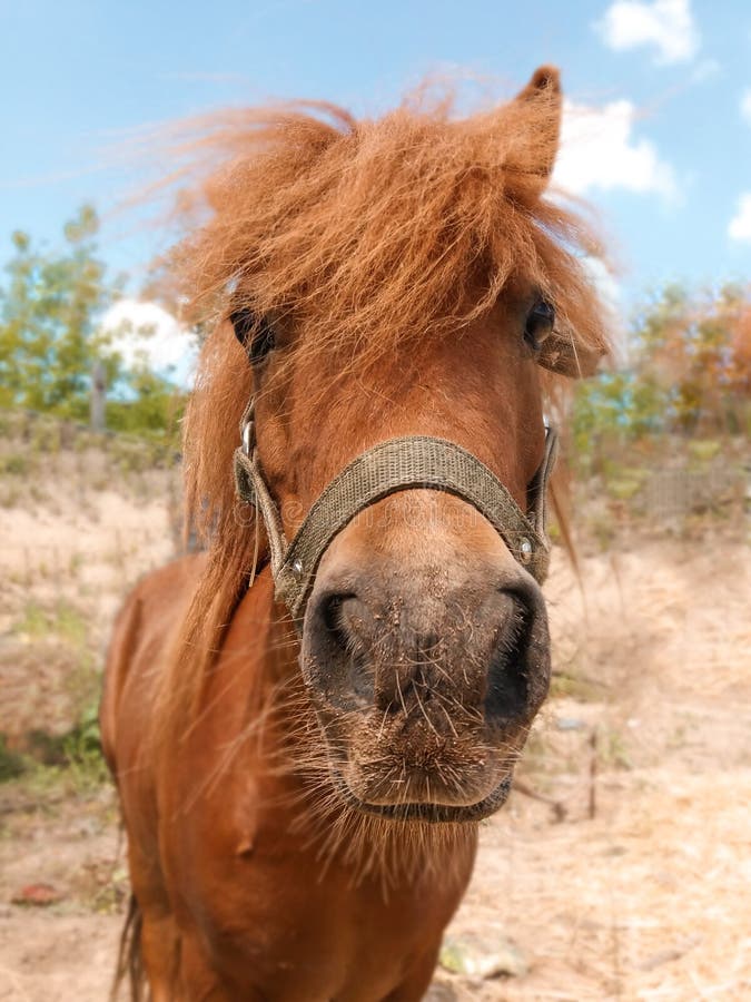 Brown Pony Looks into the Camera Lens Stock Photo - Image of beautiful ...