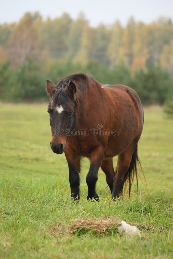 Brown Pony Walking at the Pasture Stock Photo - Image of look, brown ...