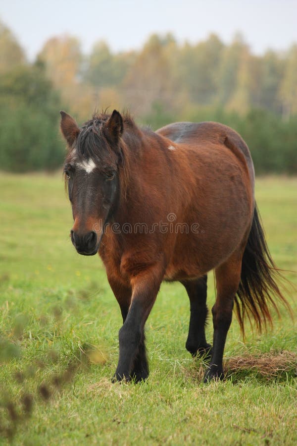 Brown Pony Walking at the Pasture Stock Photo - Image of pony, foal ...