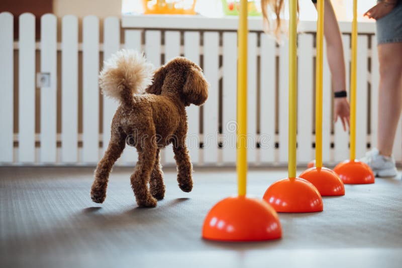 Brown Poodle Training in Pet House with Dog Trainer Stock Image - Image ...