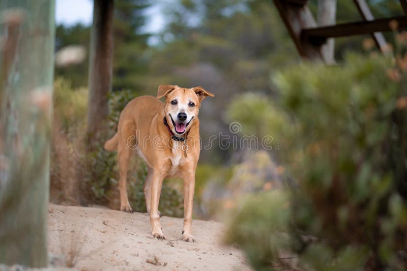Brown Potcake Dog with a Black Collar Standing in a Park Stock Image ...