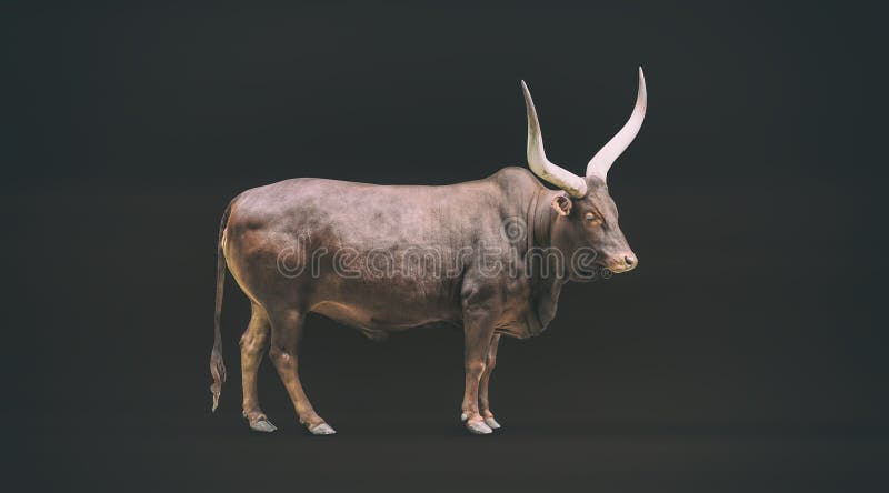 Waiting for the bull. stock photo. Image of animal, harpoon - 25183888