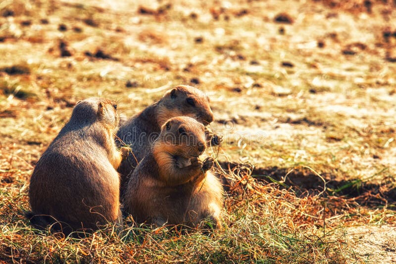 A Brown Prairie Dog stock image. Image of branch, humor - 100582829