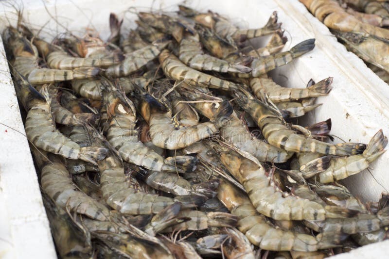 Brown prawns stock photo. Image of beige, scampi, king - 53786428