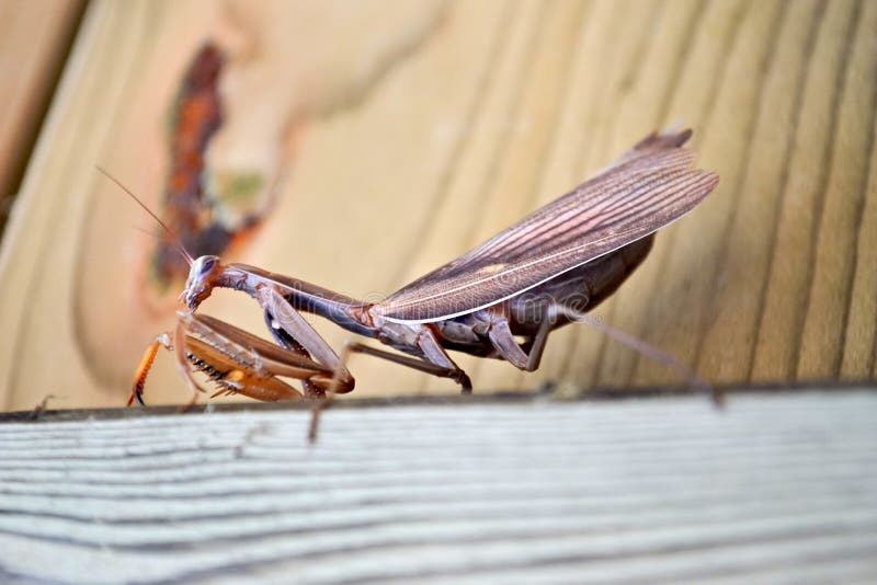 Brown Praying Mantis stock image. Image of creepycrawly - 27056901