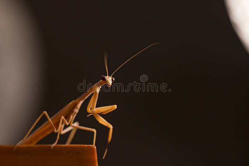 Mantis with arms down stock photo. Image of macro, close - 198567046