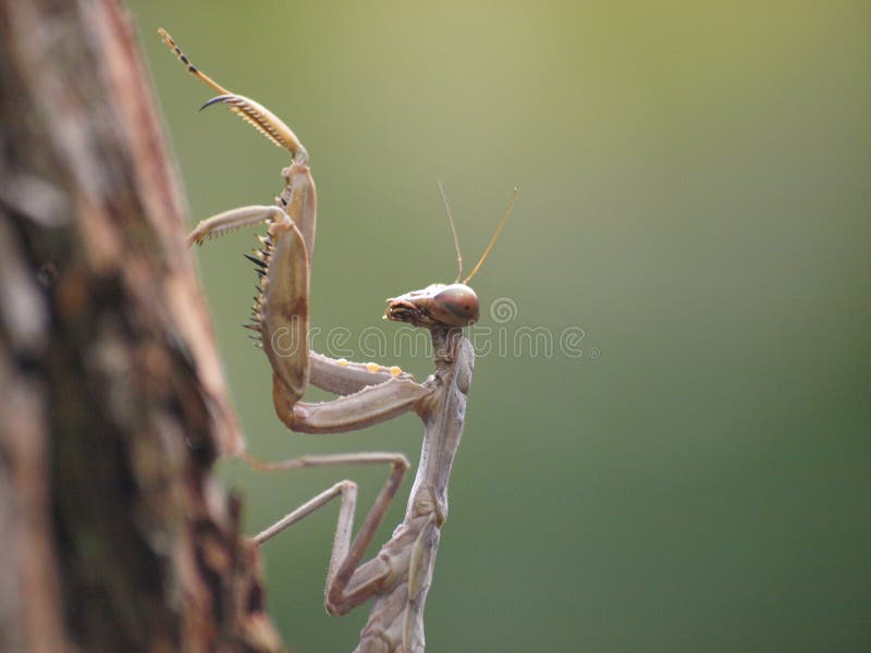 A brown praying mantis stock image. Image of prey, mantis - 107725019