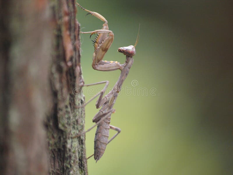 A brown praying mantis stock photo. Image of plant, taiwans - 107849638