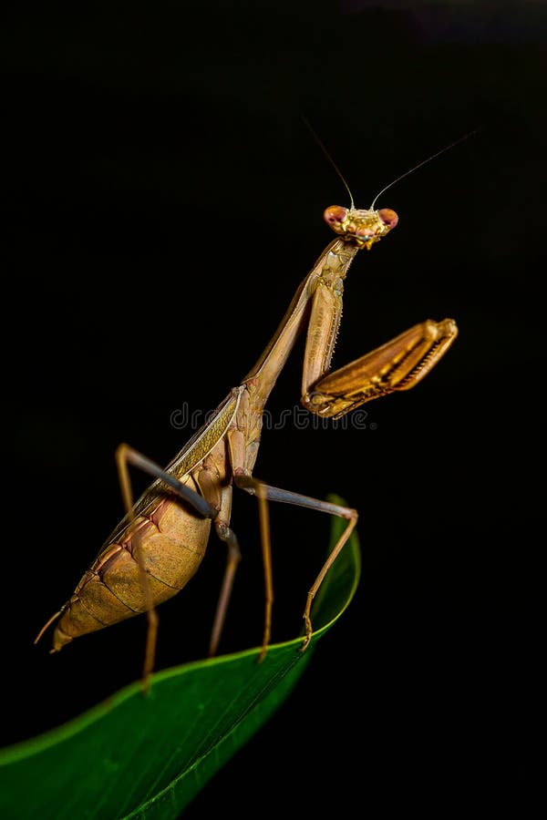Praying Mantis Picture. Image: 87502891