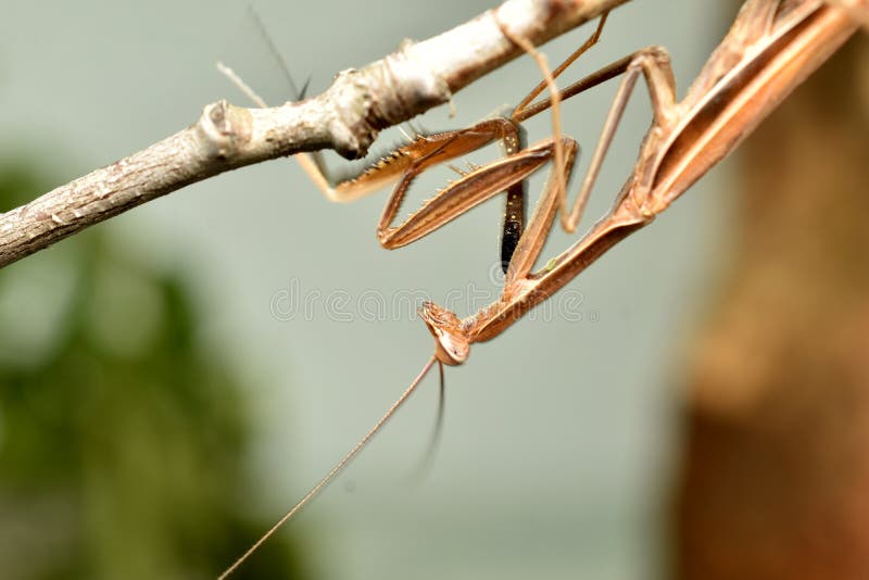 Brown Praying Mantis, Close-up Sitting on a Branch. Stock Photo - Image ...