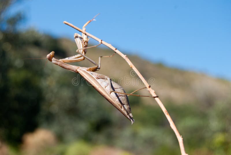 Brown Praying mantis stock image. Image of head, background - 129544205