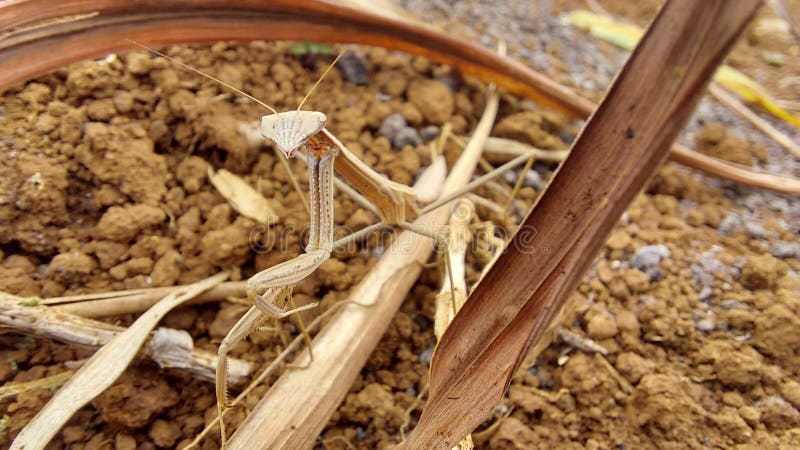 Brown Praying Mantis at Dried Leaves and Soil Stock Image - Image of ...