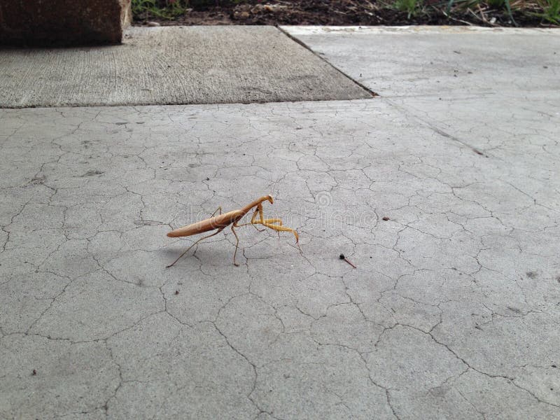 Brown Praying Mantis stock image. Image of mantis, insect - 72760793