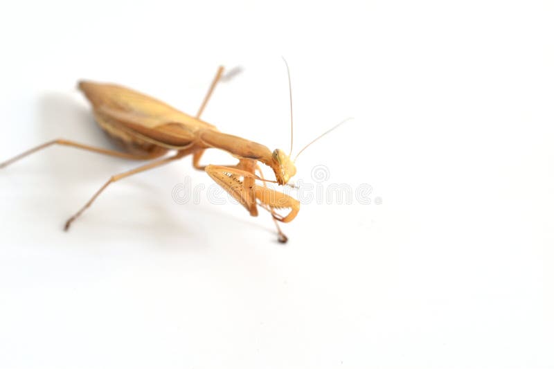 Brown Praying Mantis Insect, Top View. Stock Image - Image of fauna ...