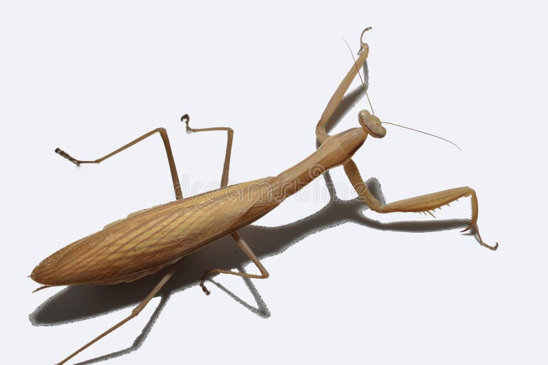 Brown Praying Mantis Insect, Top View. Stock Photo - Image of mantis ...