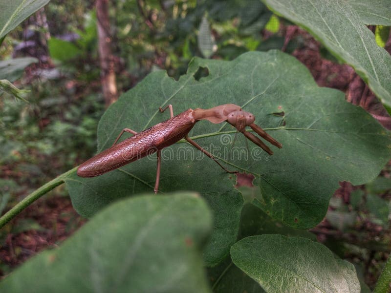 A Brown Praying Mantis Perched on Leaf, a Natural Predatory Insect ...