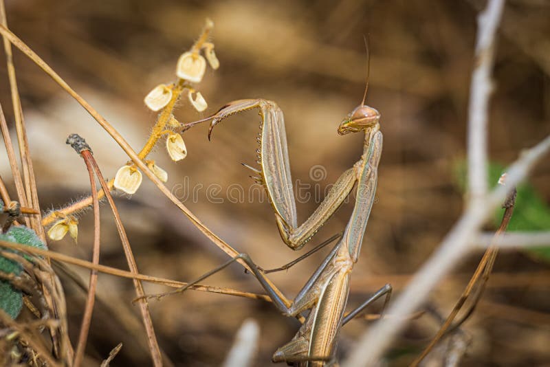 Brown Praying Mantis. Mantis Religiosa Macro View Stock Image - Image ...
