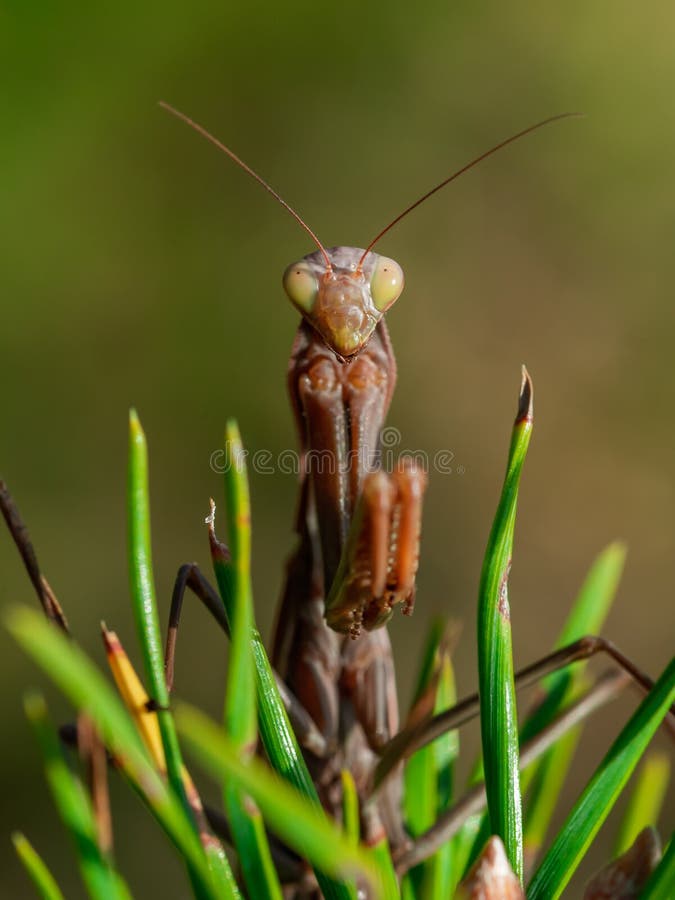 Brown Praying Mantis Sits among Pine Needles Stock Image - Image of ...