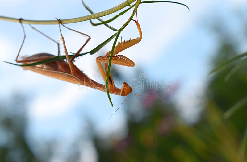 Brown Praying Mantis on a Stalk Upside Down Stock Image - Image of ...
