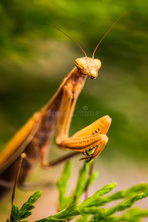 Brown Praying Mantis on Tree. Mantis Religiosa Stock Photo - Image of ...