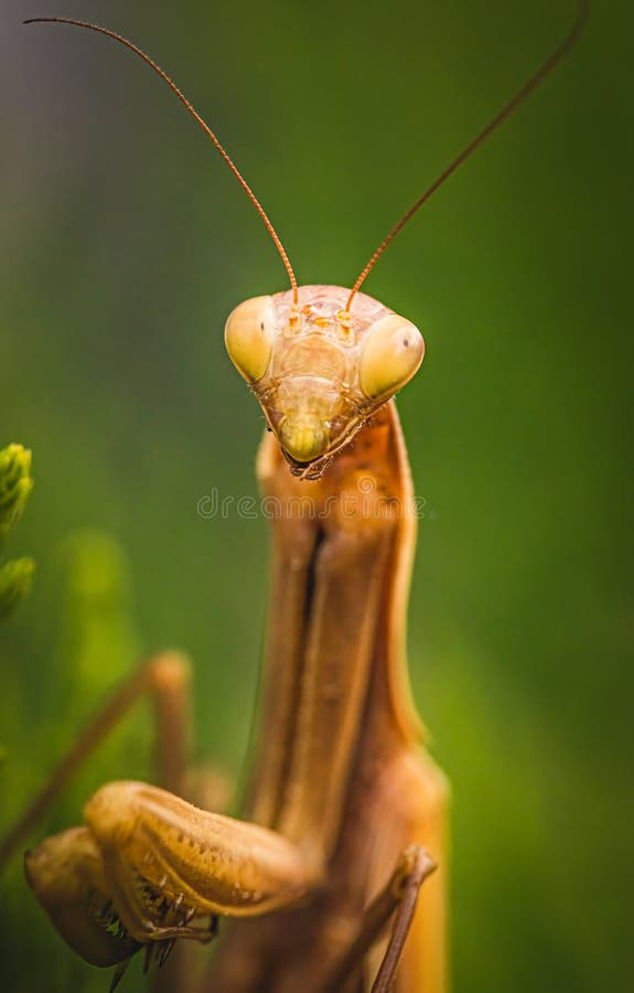 Brown Praying Mantis on Tree. Mantis Religiosa Stock Image - Image of ...