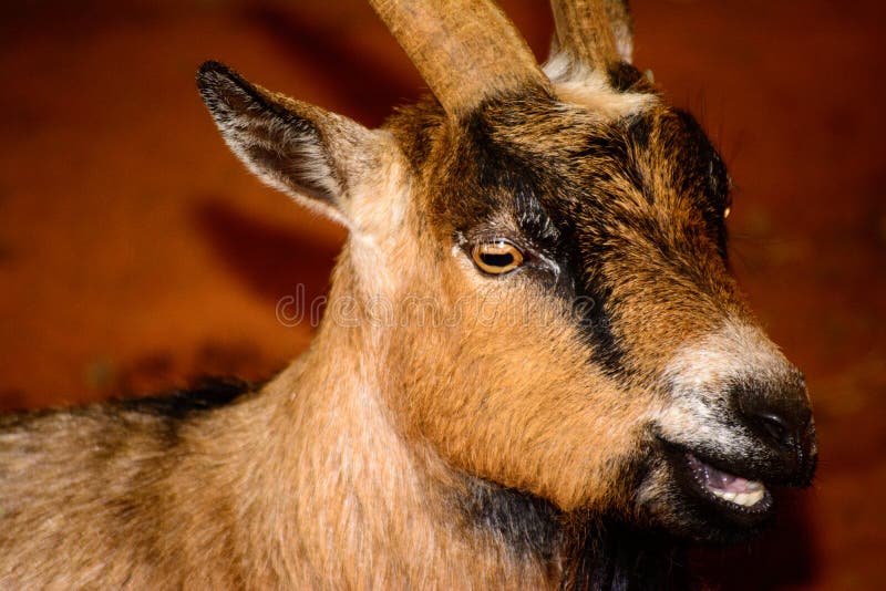 Brown, Primo Piano in Bianco E Nero Della Capra La Capra Ha E Viva E ...