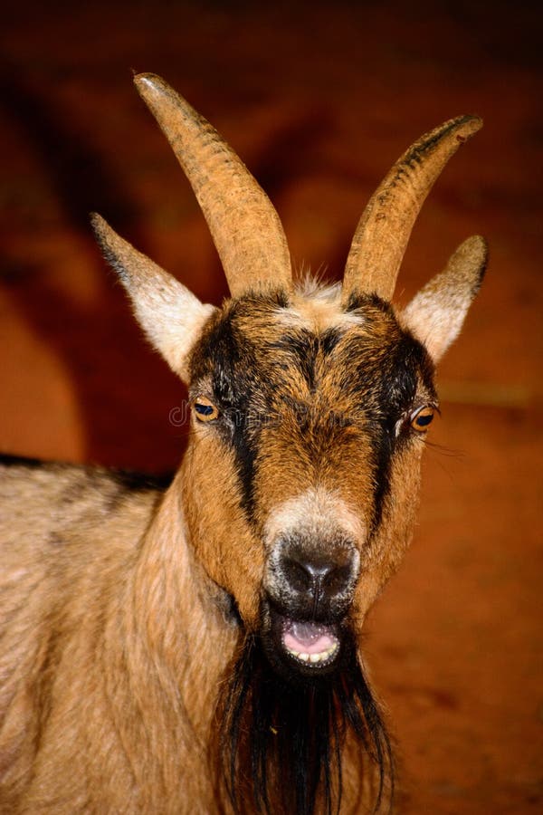 Brown, Primo Piano in Bianco E Nero Della Capra La Capra Ha E Viva E ...