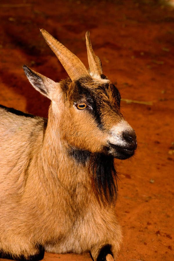 Brown, Primo Piano in Bianco E Nero Della Capra La Capra Ha E Viva E ...