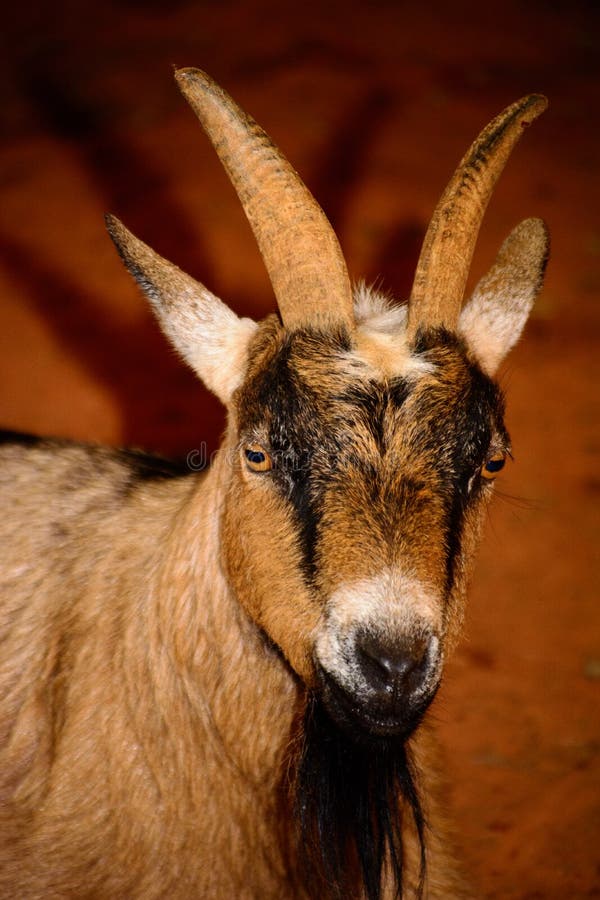 Brown, Primo Piano in Bianco E Nero Della Capra La Capra Ha E Viva E ...