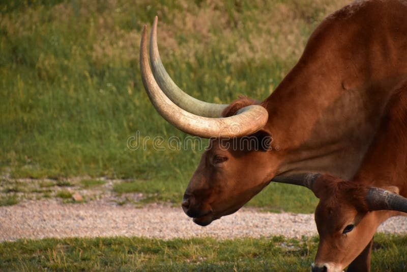 Longhorn Bull Head Side