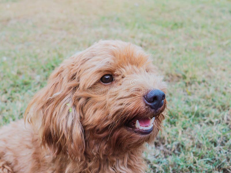 3,010 Puddle Dog Stock Photos - Free & Royalty-Free Stock Photos from ...