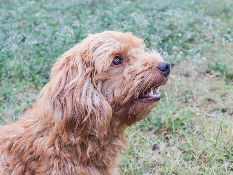 3,010 Puddle Dog Stock Photos - Free & Royalty-Free Stock Photos from ...