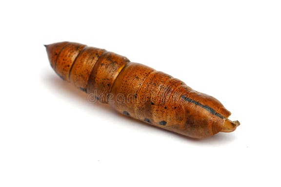 Brown Pupa Cocoon Macro on White Background Stock Photo - Image of ...