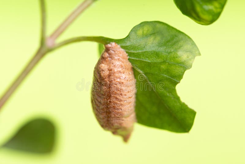 Brown Pupa on Green Leaf Isolated on White Stock Photo - Image of ...