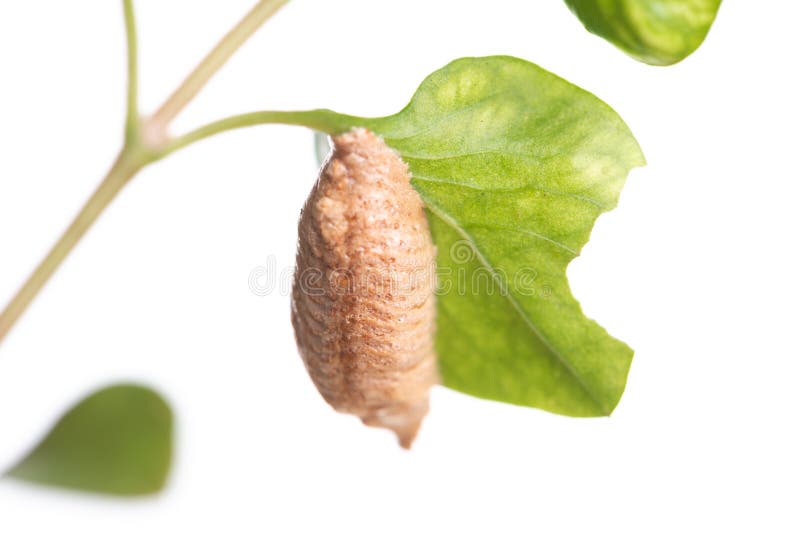 Brown Pupa on Green Leaf Isolated on White Stock Photo - Image of ...