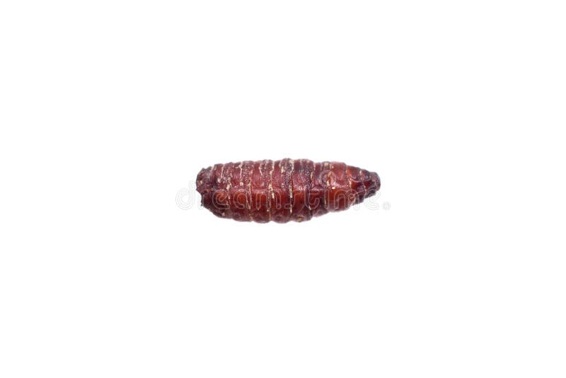 Brown Pupae of Fly Larvae on a White Isolated Background Stock Image ...